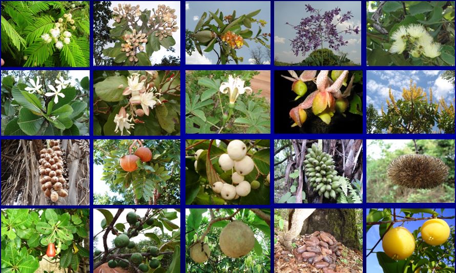 Projeto Ecológico desenvolvido na Usina Hidrelétrica Peixe Angical ...